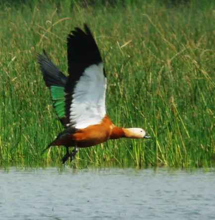 Nalsarovar - The paradise of Birds - Fees, Timings, Boating