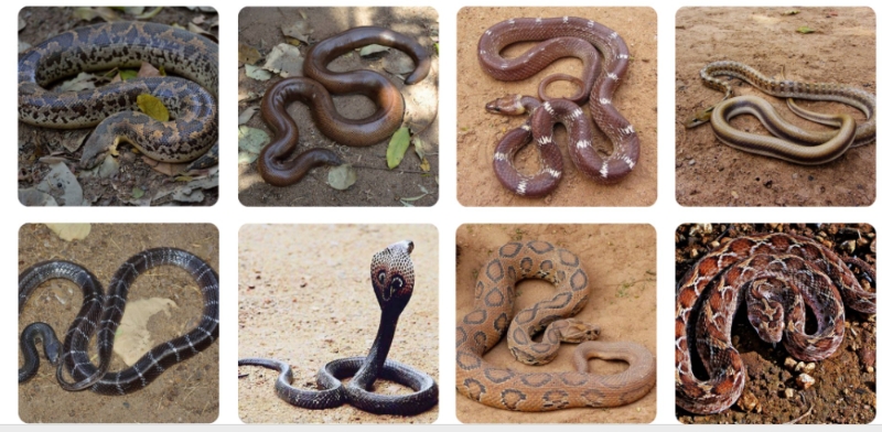 Sundarvan - The mini zoo of Ahmedabad - Timings, Location