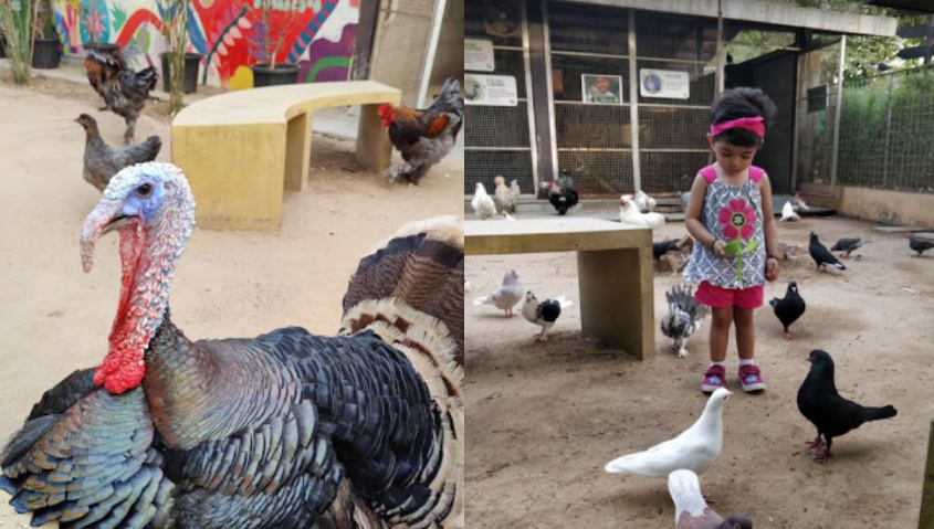 Qi Animal Sanctuary - Play with Animals - Fun For kids