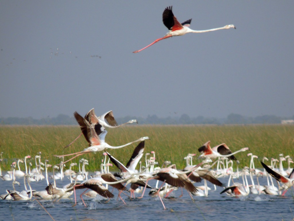 Nalsarovar - The paradise of Birds - Fees, Timings, Boating