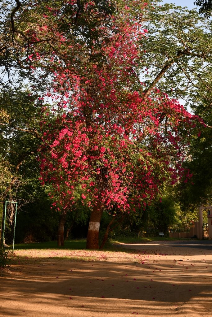 Indroda Park The Largest Zoo or Jungle near Ahmedabad
