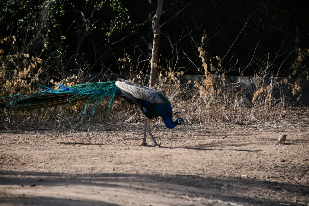 Indroda Park The Largest Zoo or Jungle near Ahmedabad