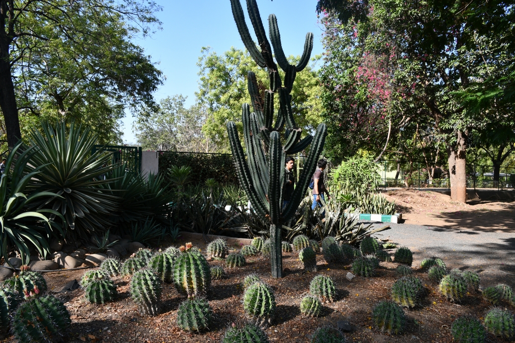 Indroda Park The Largest Zoo or Jungle near Ahmedabad