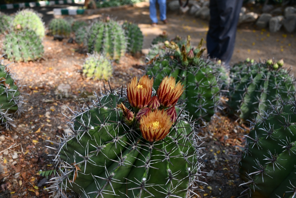 Indroda Park The Largest Zoo or Jungle near Ahmedabad