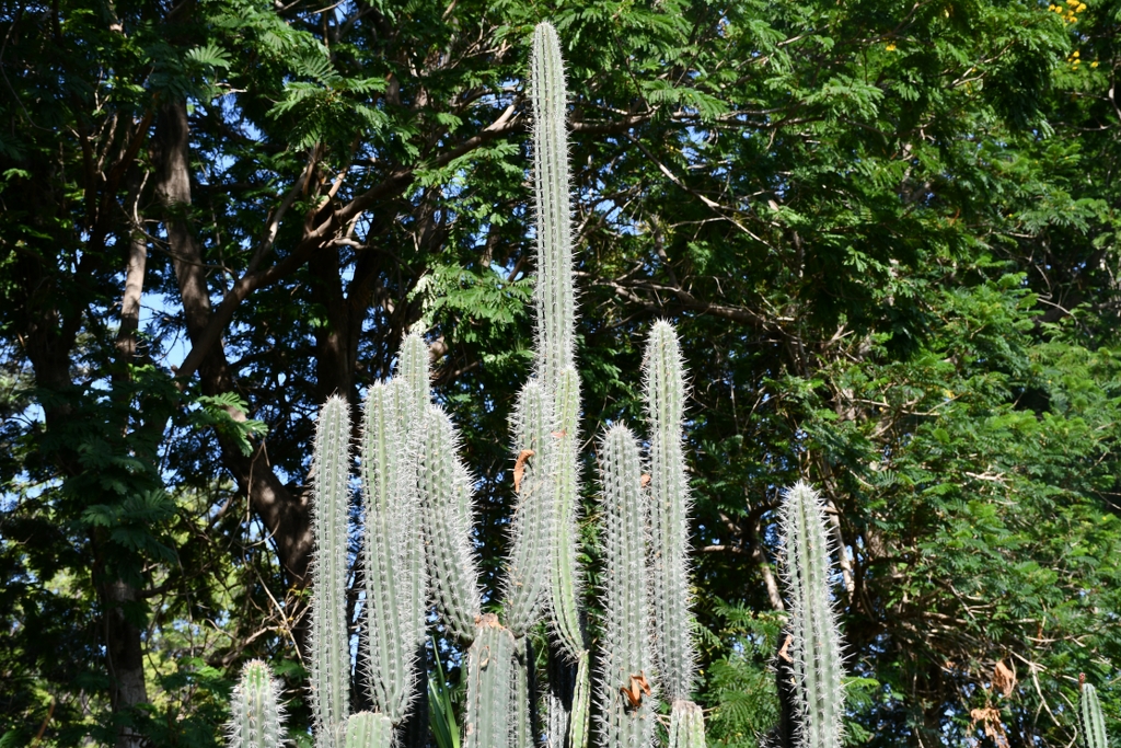 Indroda Park The Largest Zoo or Jungle near Ahmedabad